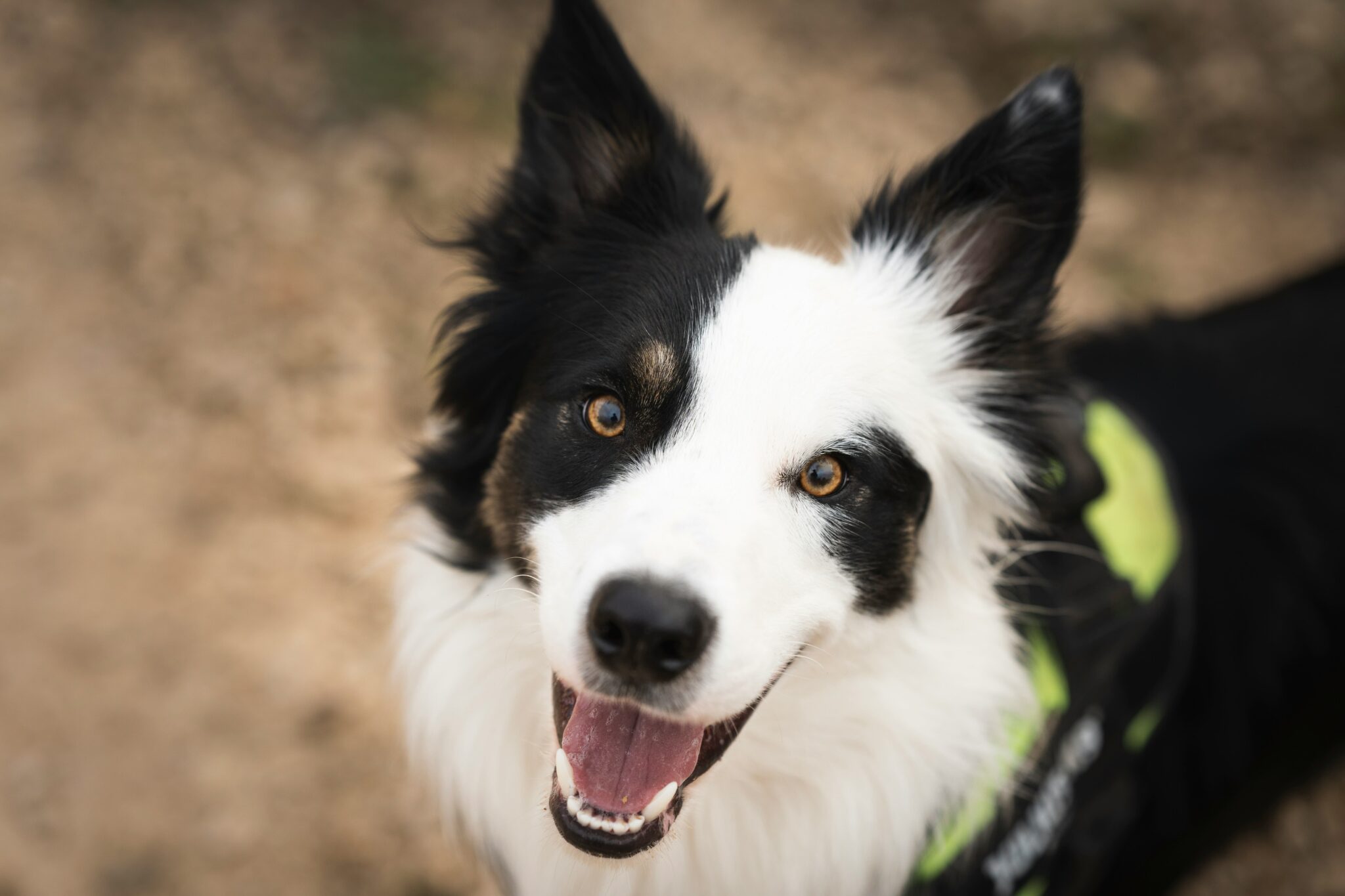 Different Types of Shepherd Dogs - Barklopedia