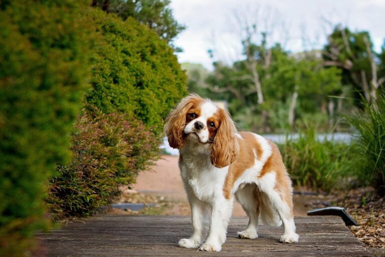A Complete Guide to Collie: History, Characteristics, and Care ...