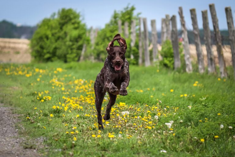 A Complete Guide to Whippets: History, Characteristics, and Care ...