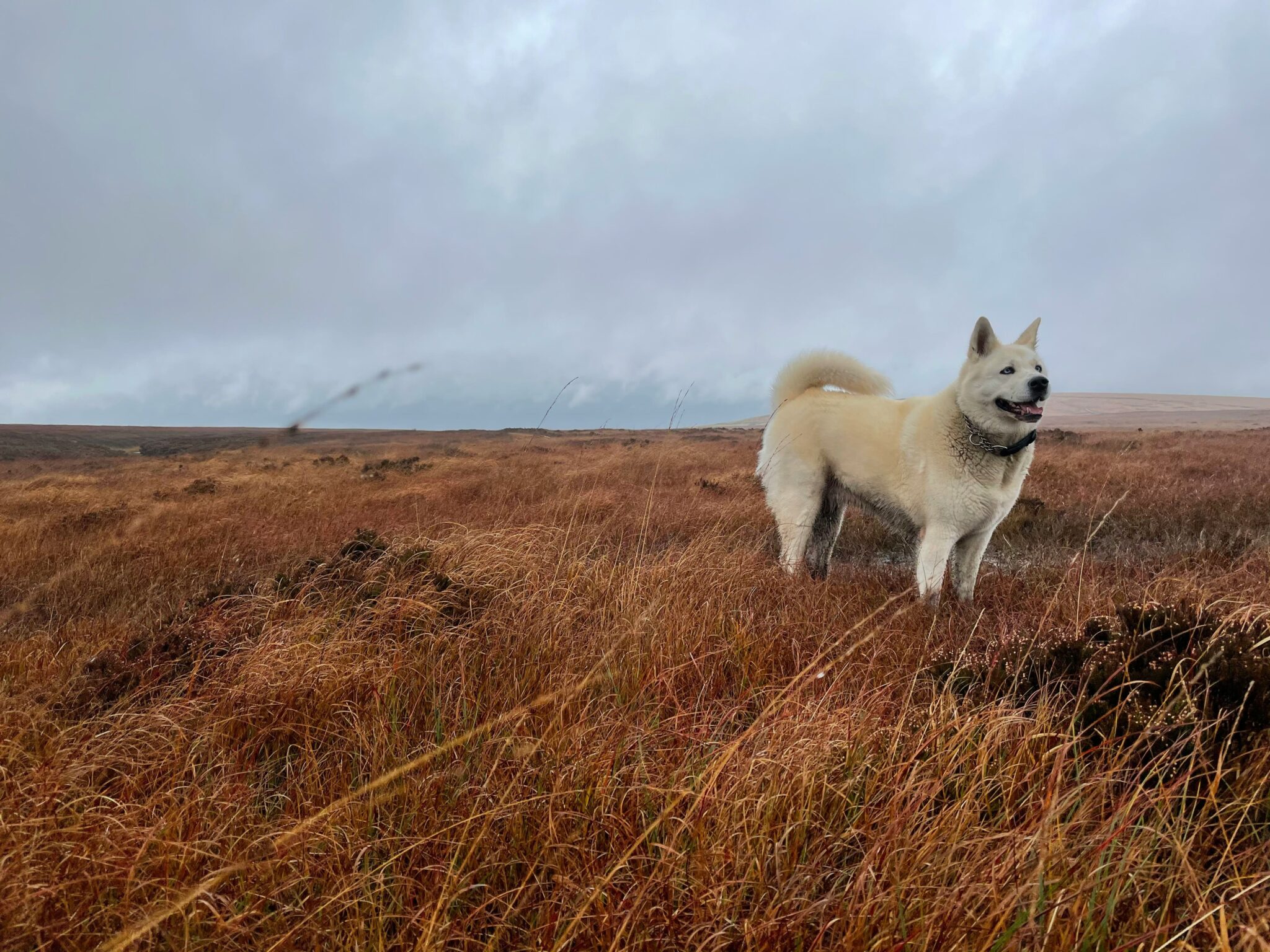 A Complete Guide to Akita Dog Breed: History, Characteristics, and Care ...