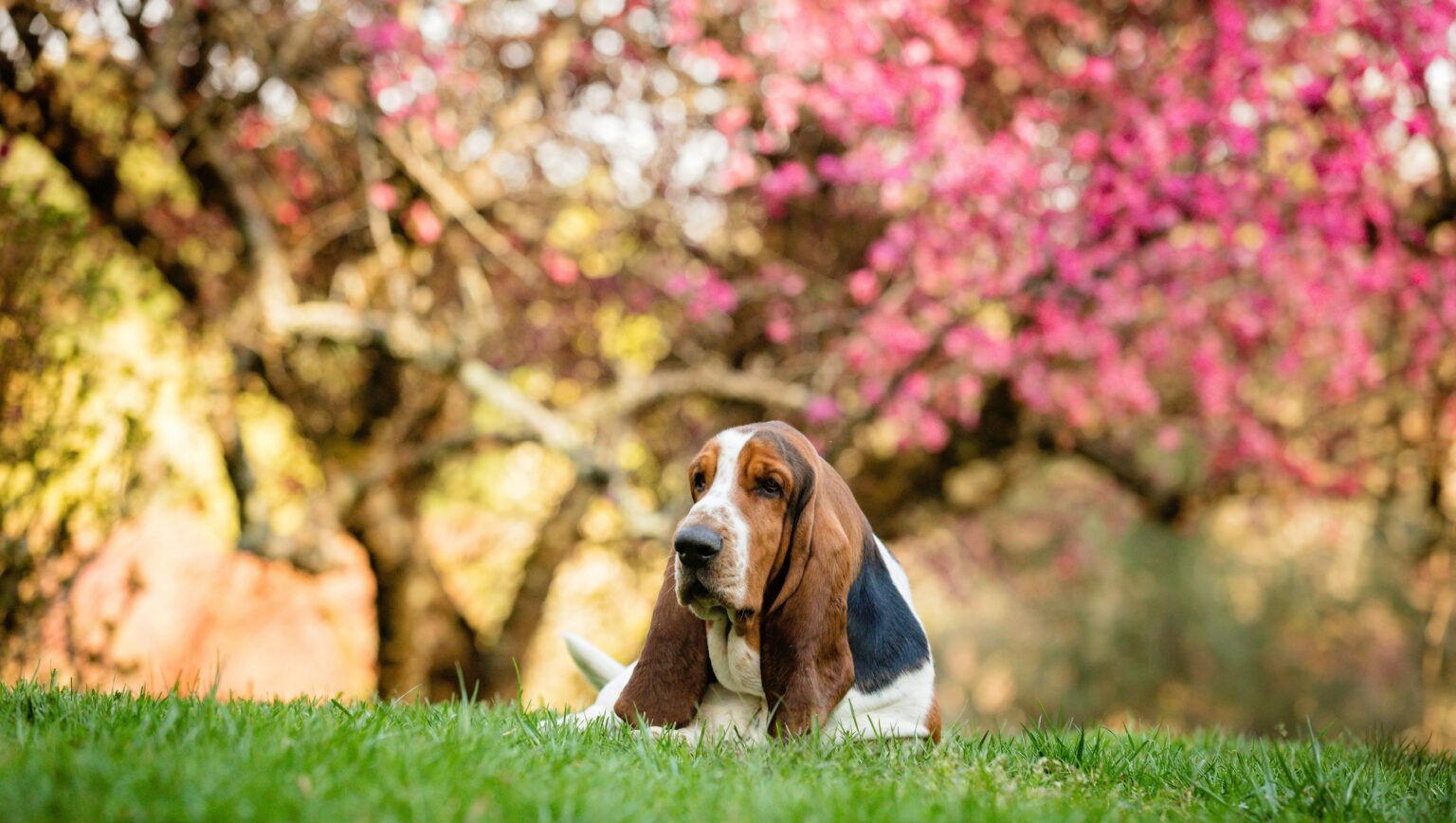 A Complete Guide to Basset Hounds: History, Characteristics, and Care ...