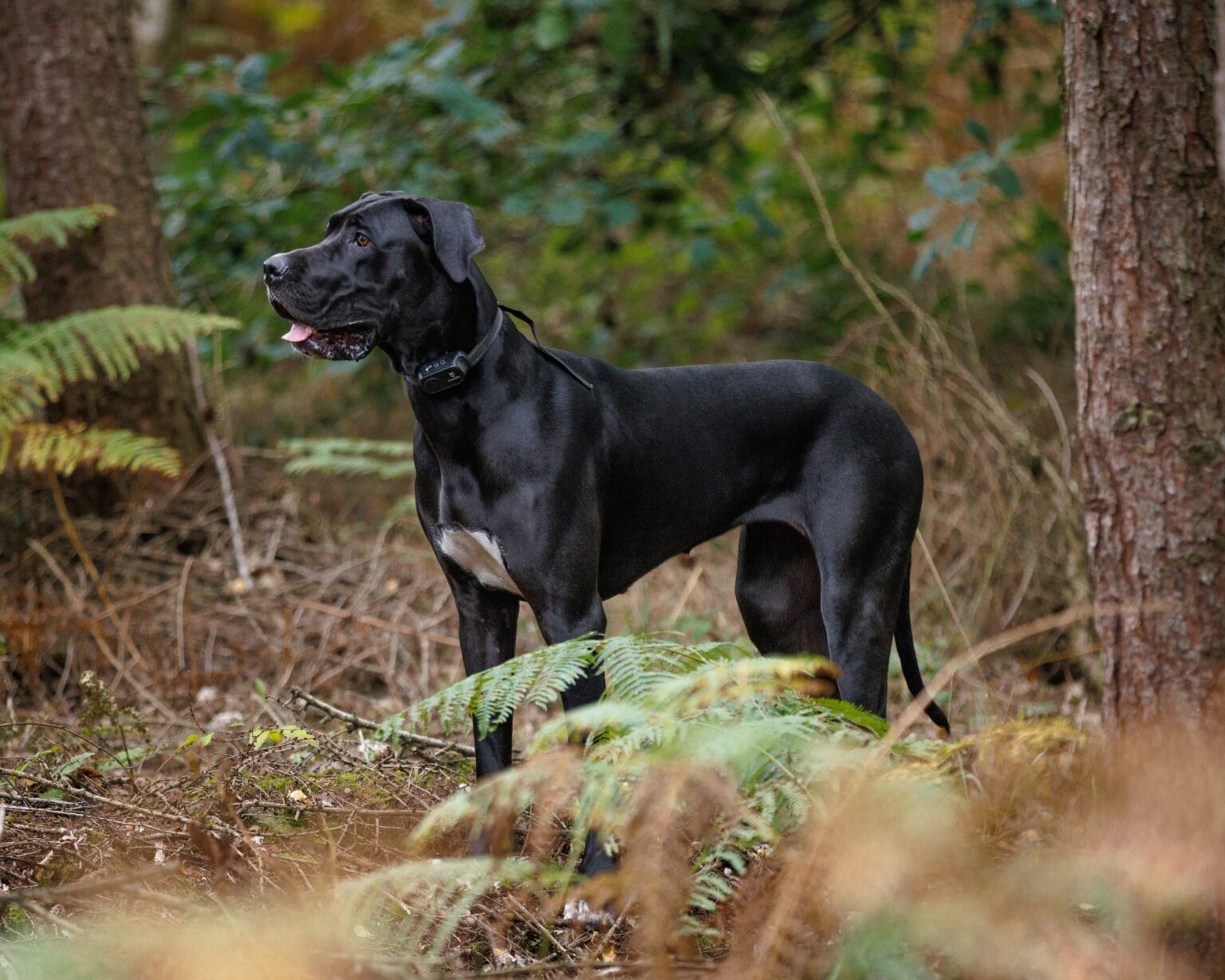 A Complete Guide to Great Danes: History, Characteristics, and Care ...