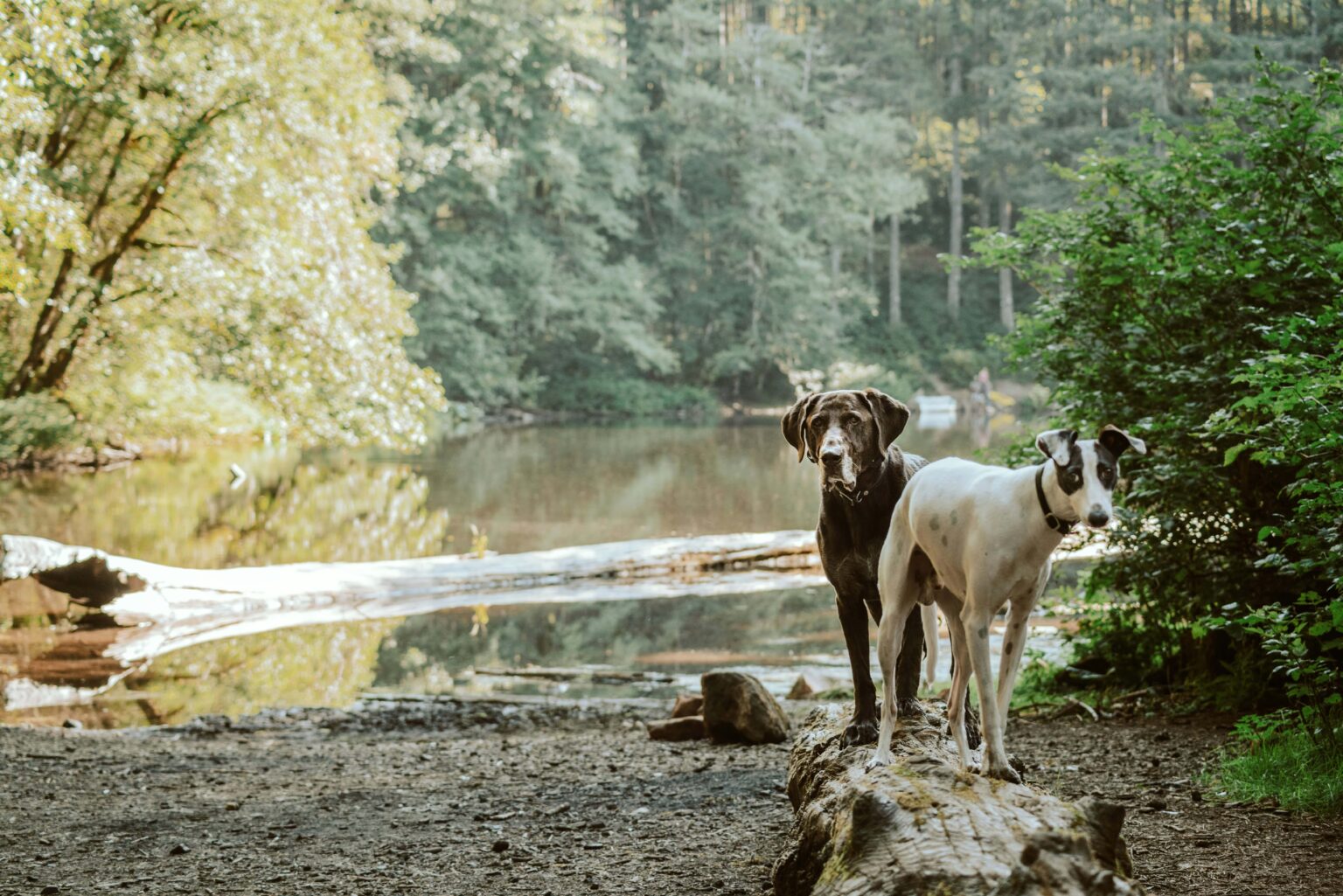 How to Walk a Reactive Dog - Barklopedia