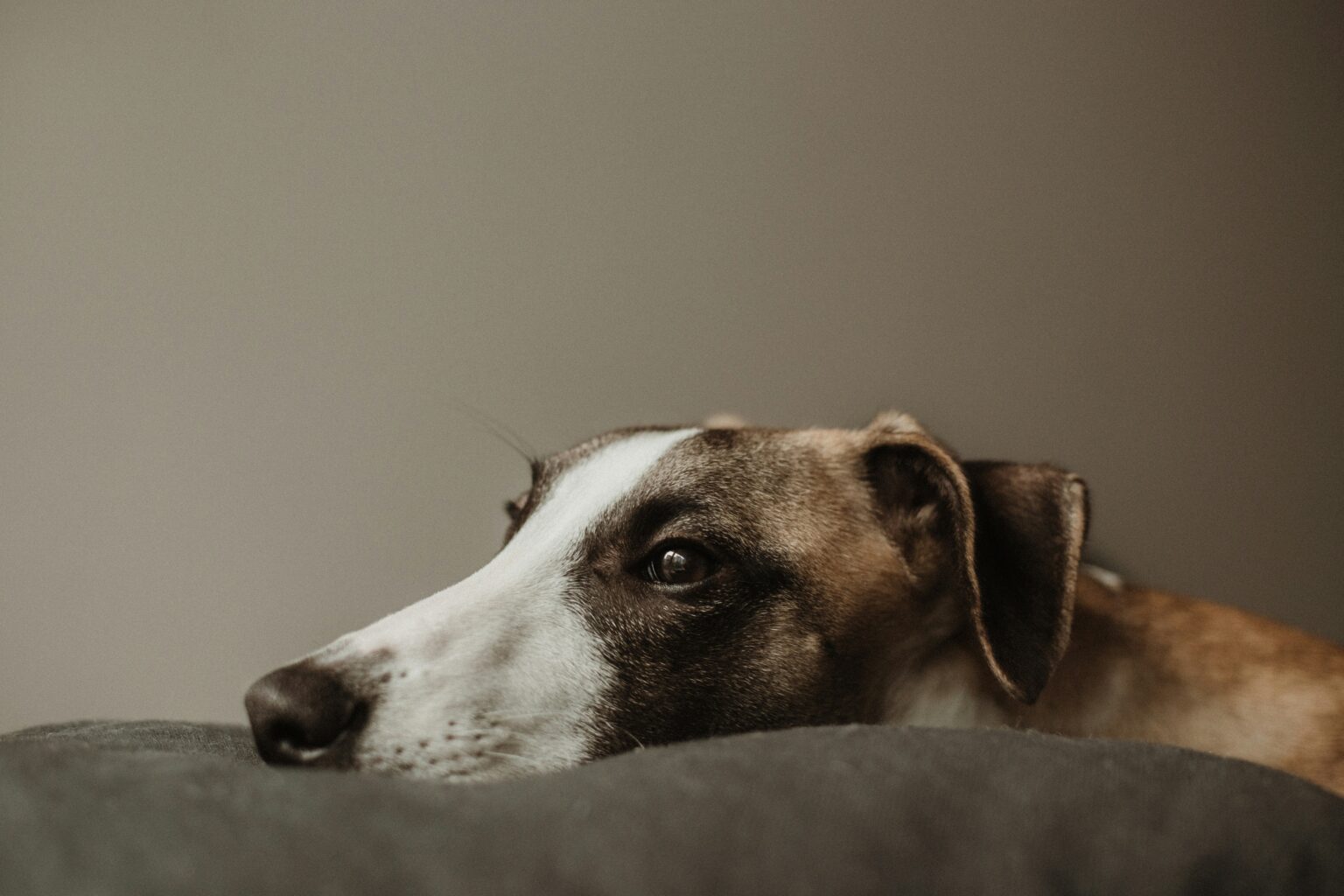 A Complete Guide to Whippets: History, Characteristics, and Care ...