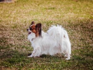 A Complete Guide to the Papillon: History, Characteristics, and Care ...