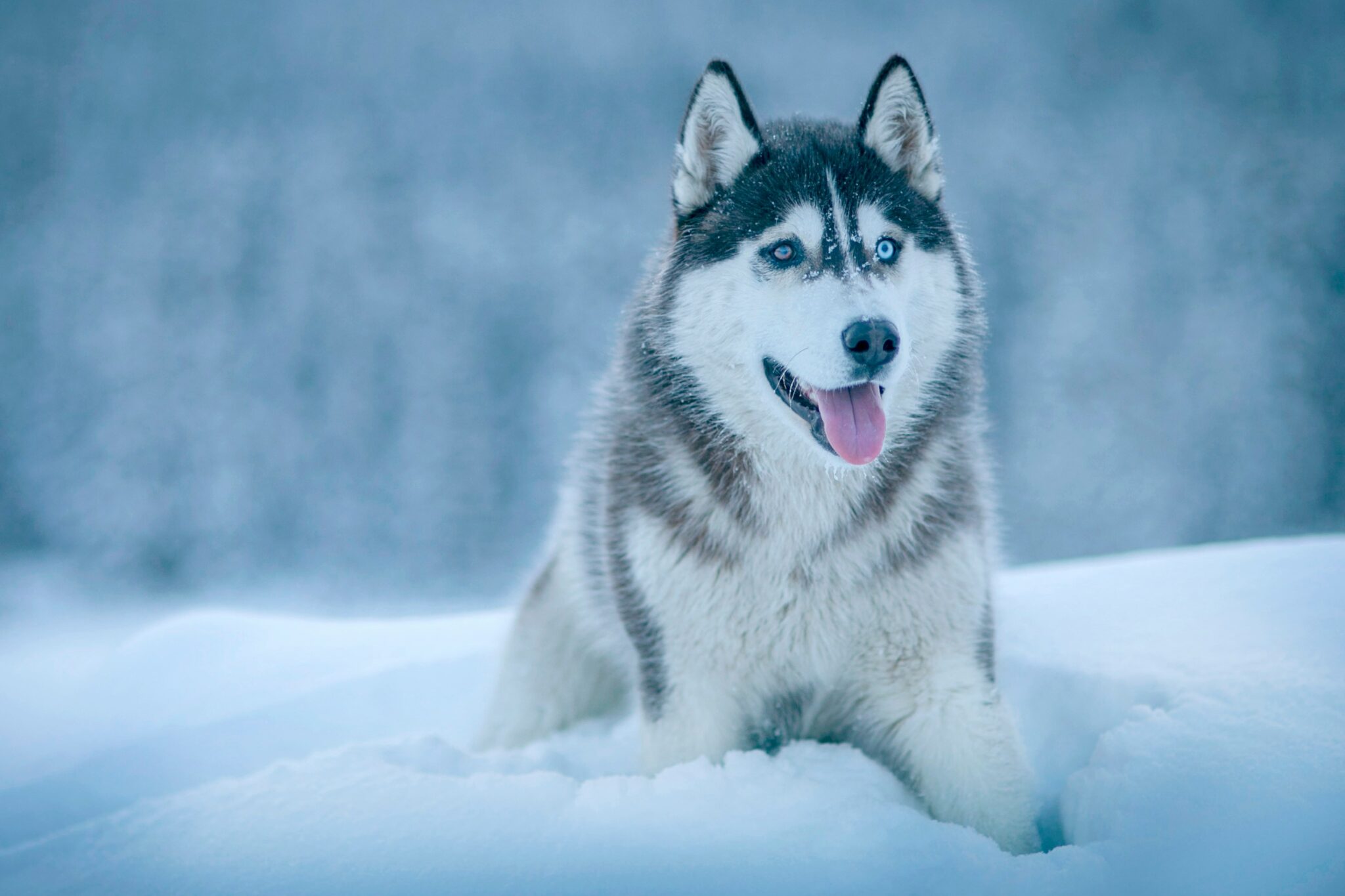 10 Different Husky Dog Breeds and Types - Barklopedia